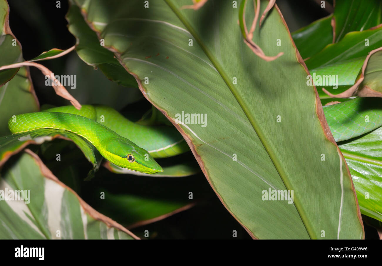 View of the Green snake Stock Photo - Alamy