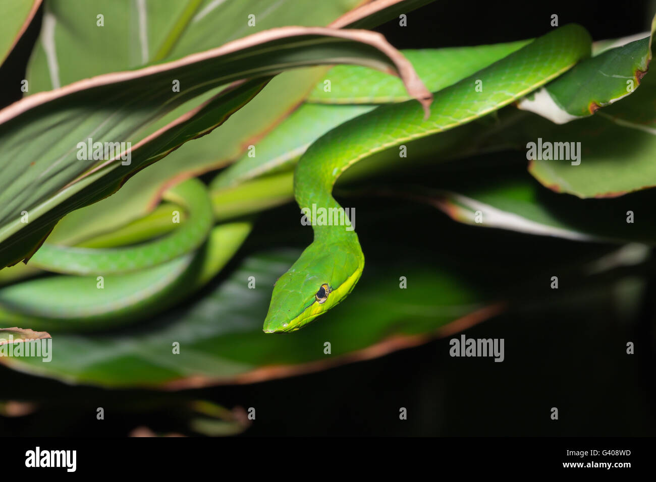 View of the green snake Stock Photo - Alamy