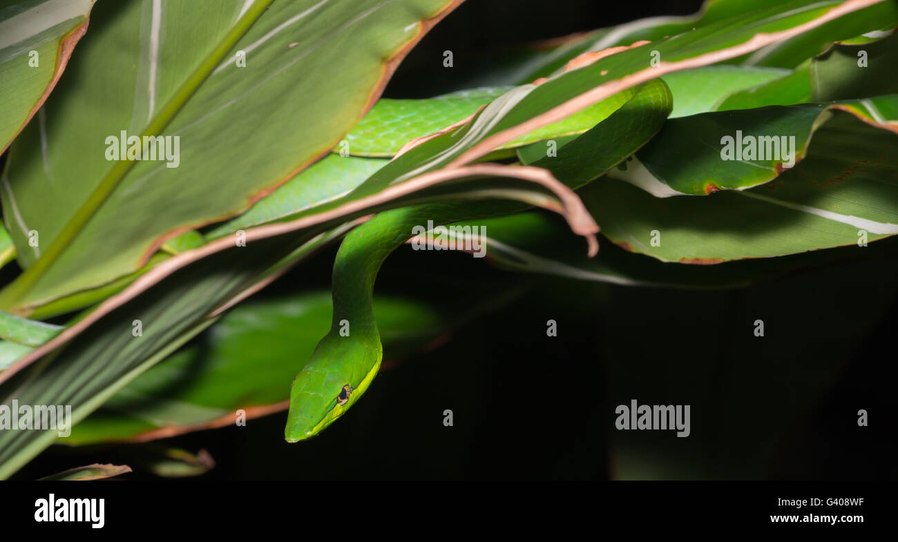 View of the green snake Stock Photo - Alamy