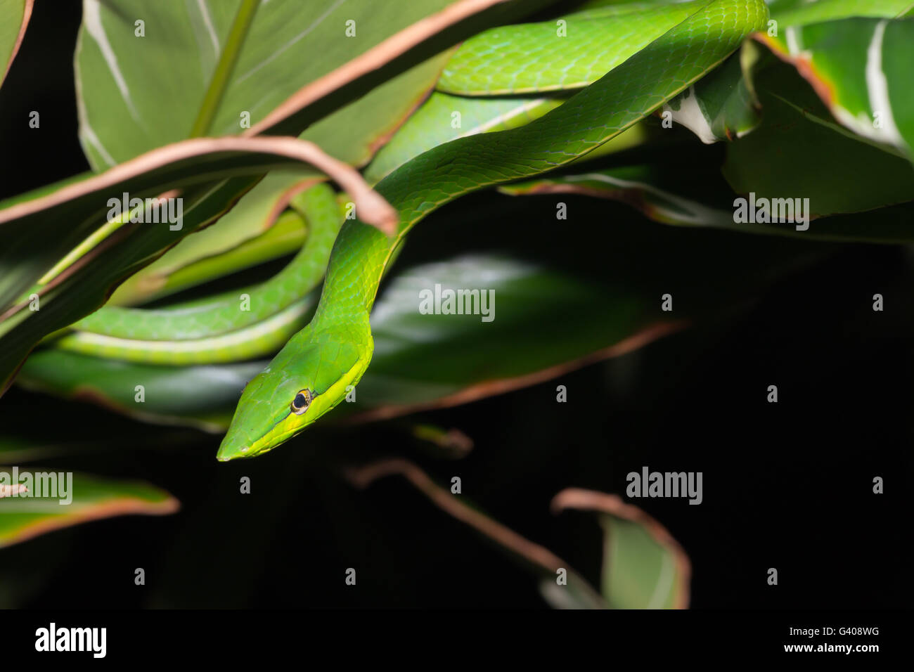 View of the green snake Stock Photo - Alamy