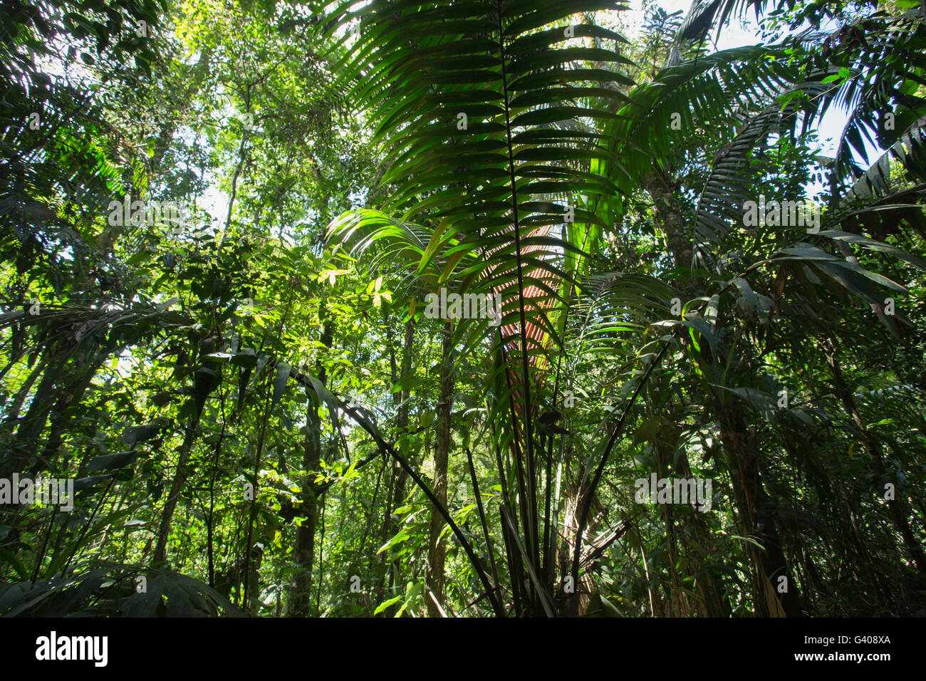 View of the jungle Stock Photo - Alamy