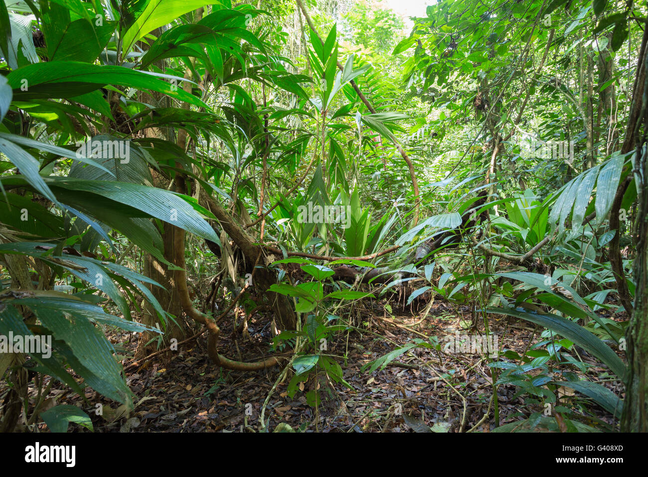 View of the jungle Stock Photo - Alamy
