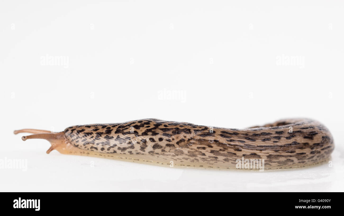 Side view of leopard slug. Limax maximus. A large garden slug. Note the ...