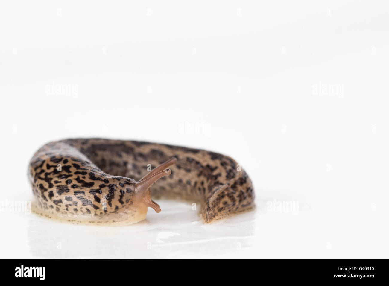 Close up of leopard slug showing keel located at the end of the tail ...