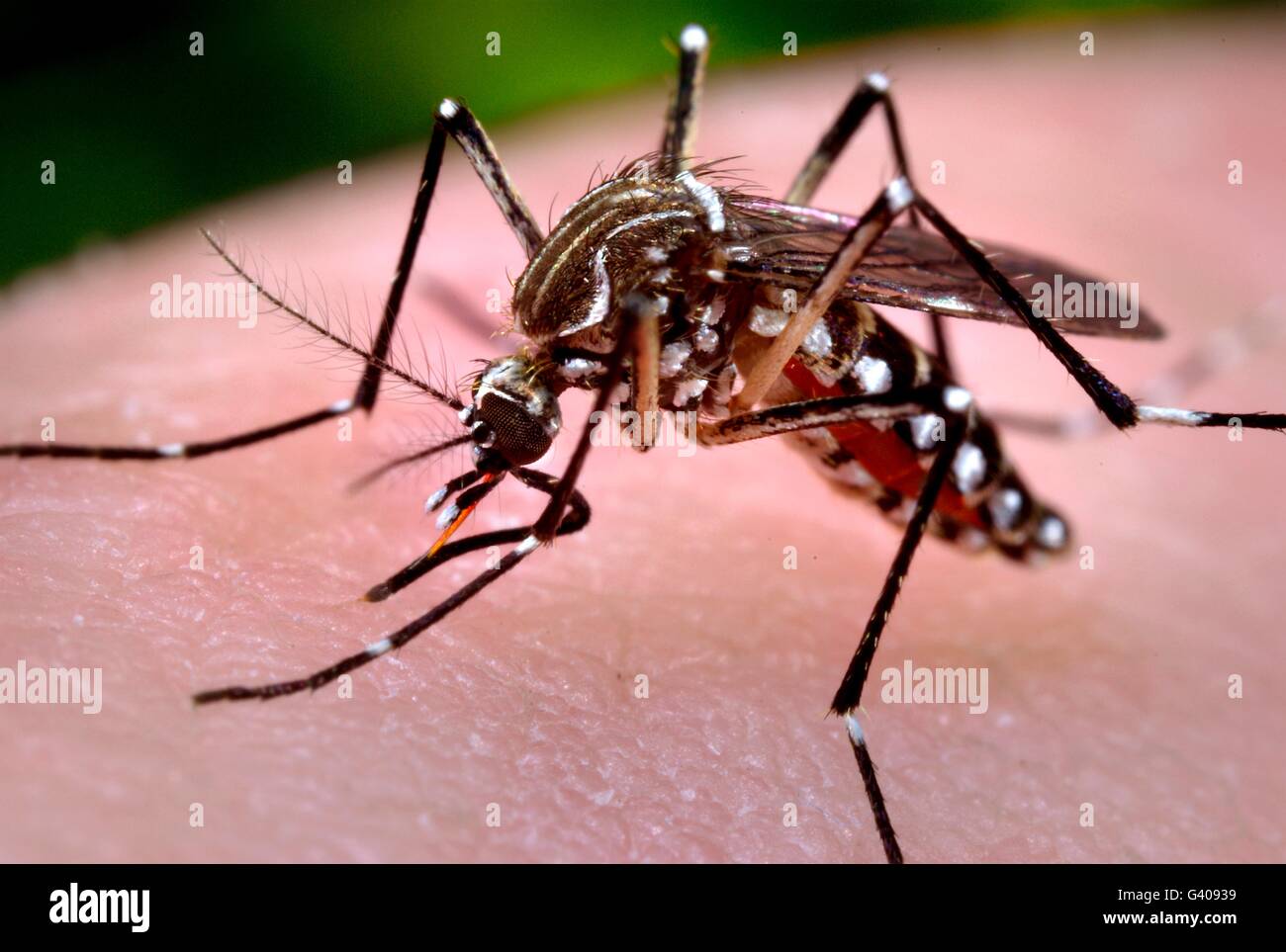 The mosquito Aedes aegypti mosquito acquiring a blood meal on a human ...