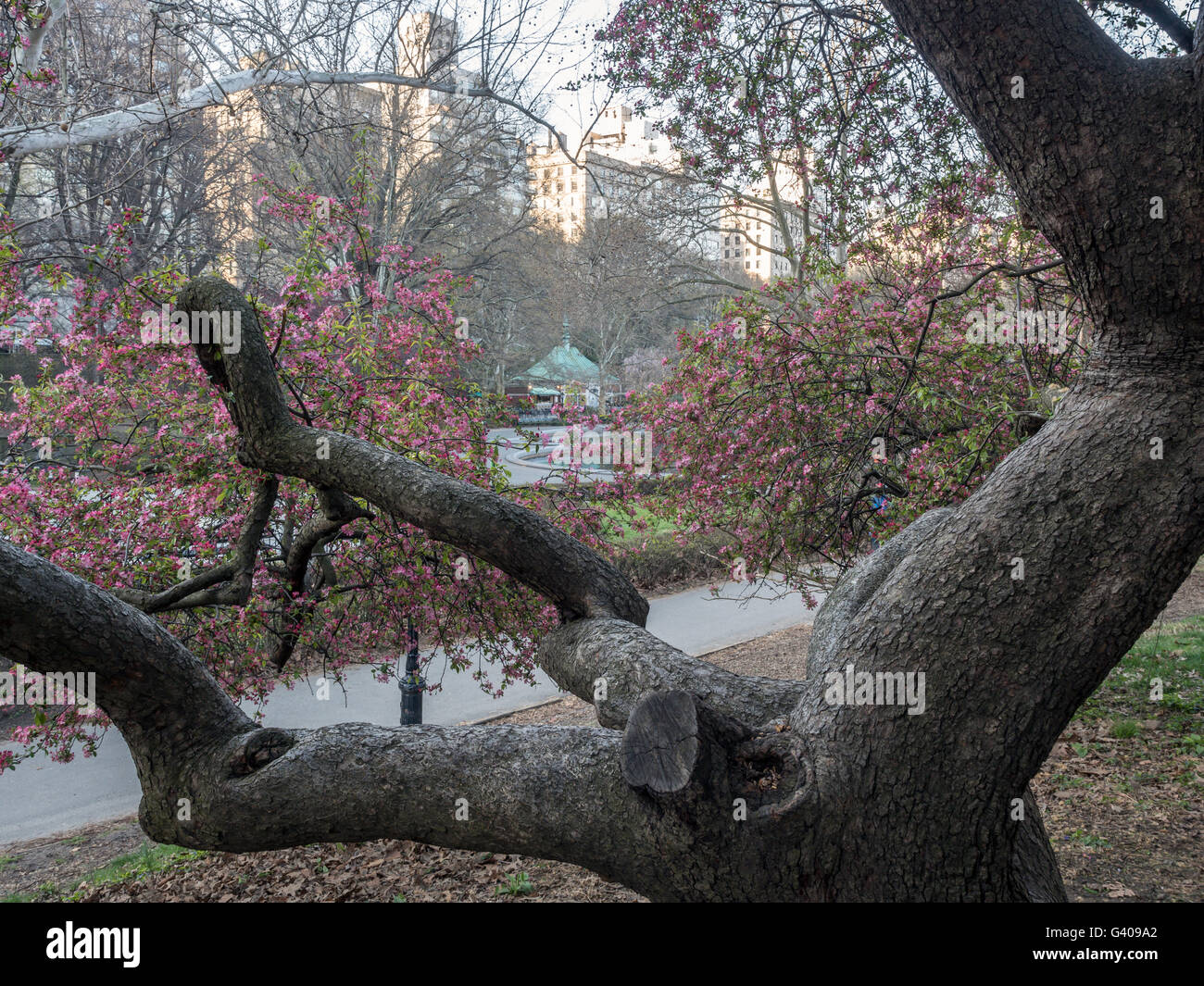 Central Park, New York City with flowering trees in spring Stock Photo ...