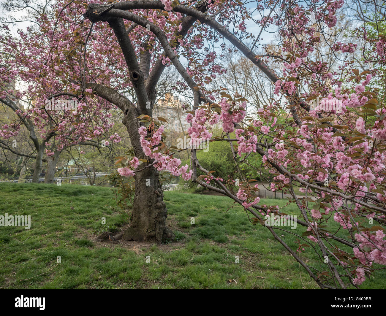 Central Park, New York City in early morning with Japanese Cherry trees ...