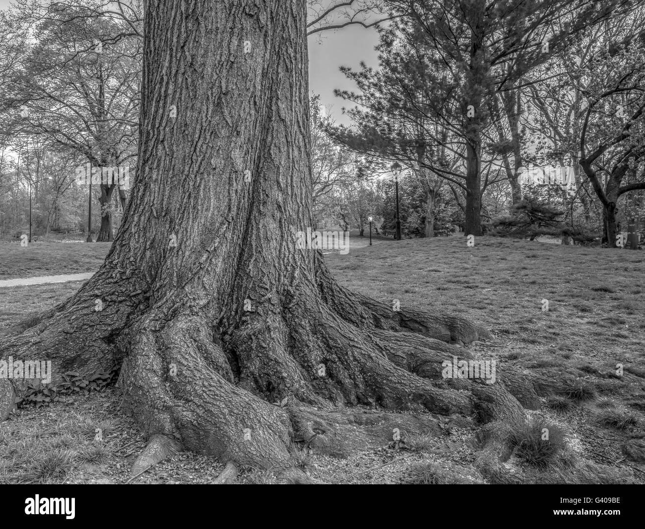 Central Park, New York City in early morning with Japanese Cherry trees ...
