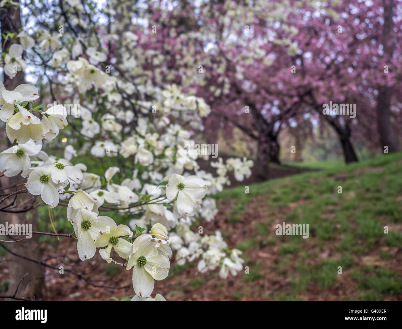 Cornus is a genus of woody plants in the family Cornaceae, commonly ...