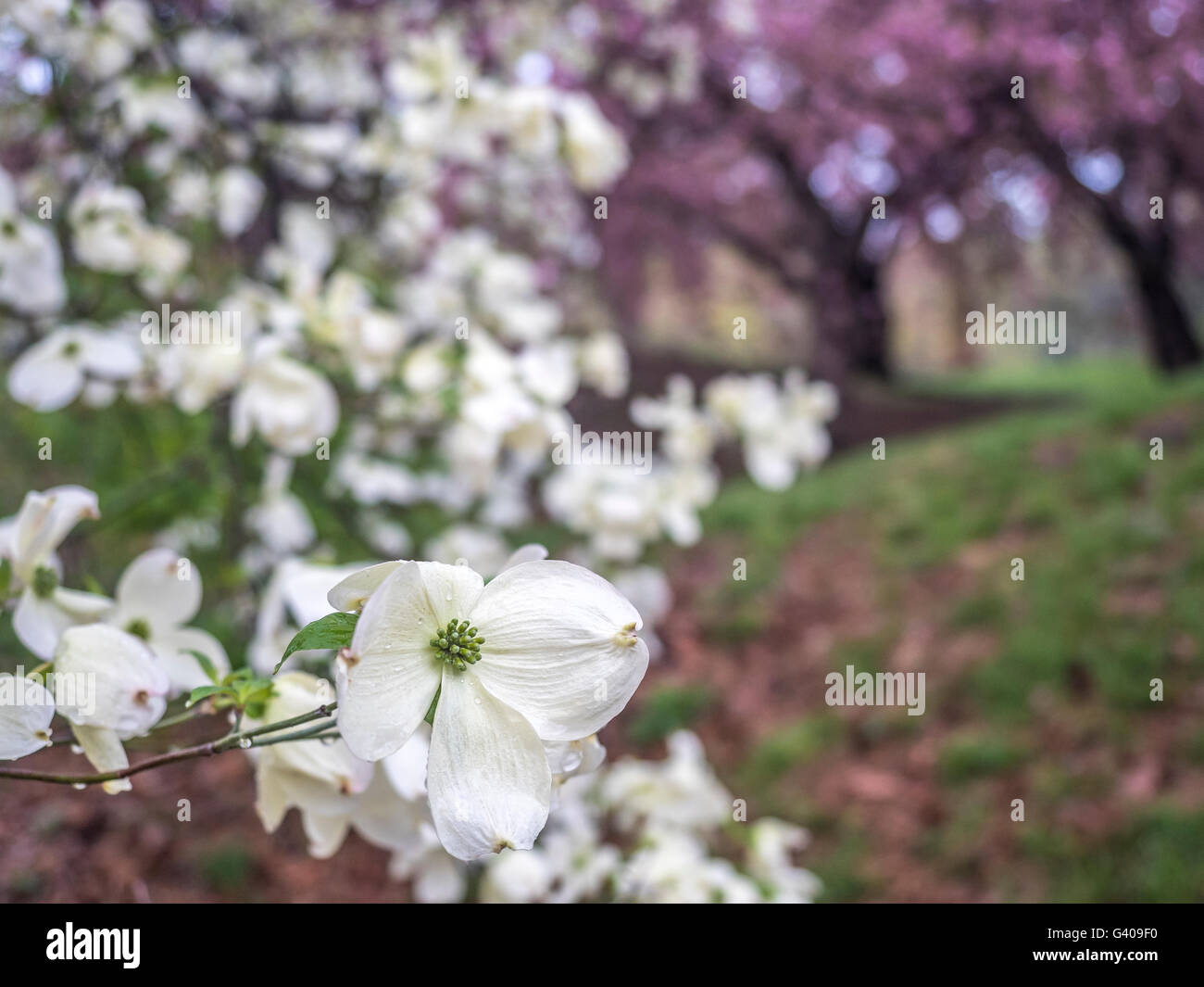 Cornus is a genus of woody plants in the family Cornaceae, commonly ...