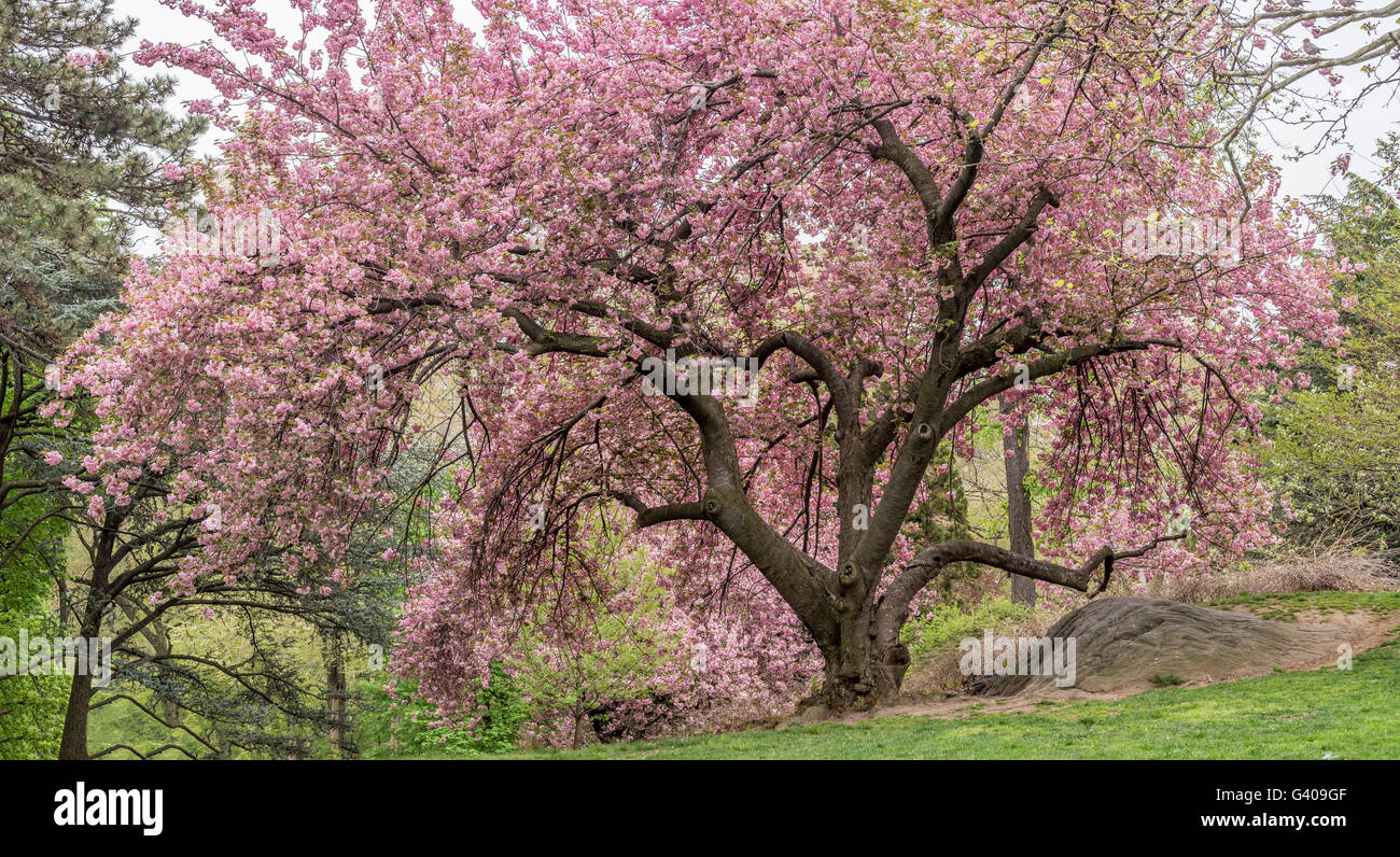 Prunus serrulata or Japanese Cherry; also called Hill Cherry, Oriental ...