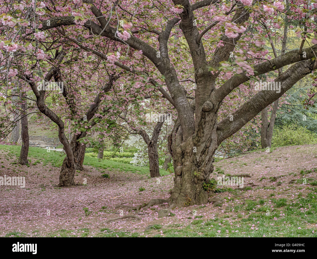 Prunus species hi-res stock photography and images - Alamy