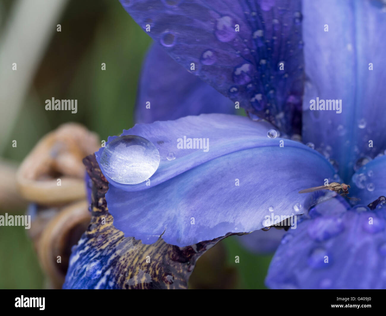 Blue iris plant flower hi-res stock photography and images - Alamy