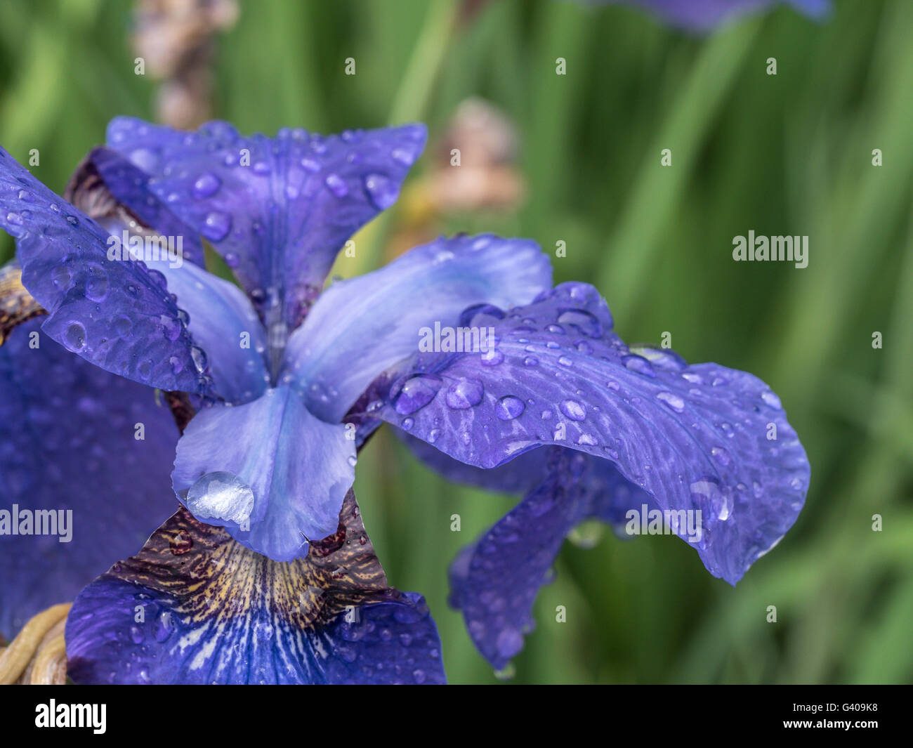 Blue iris in flower hi-res stock photography and images - Alamy