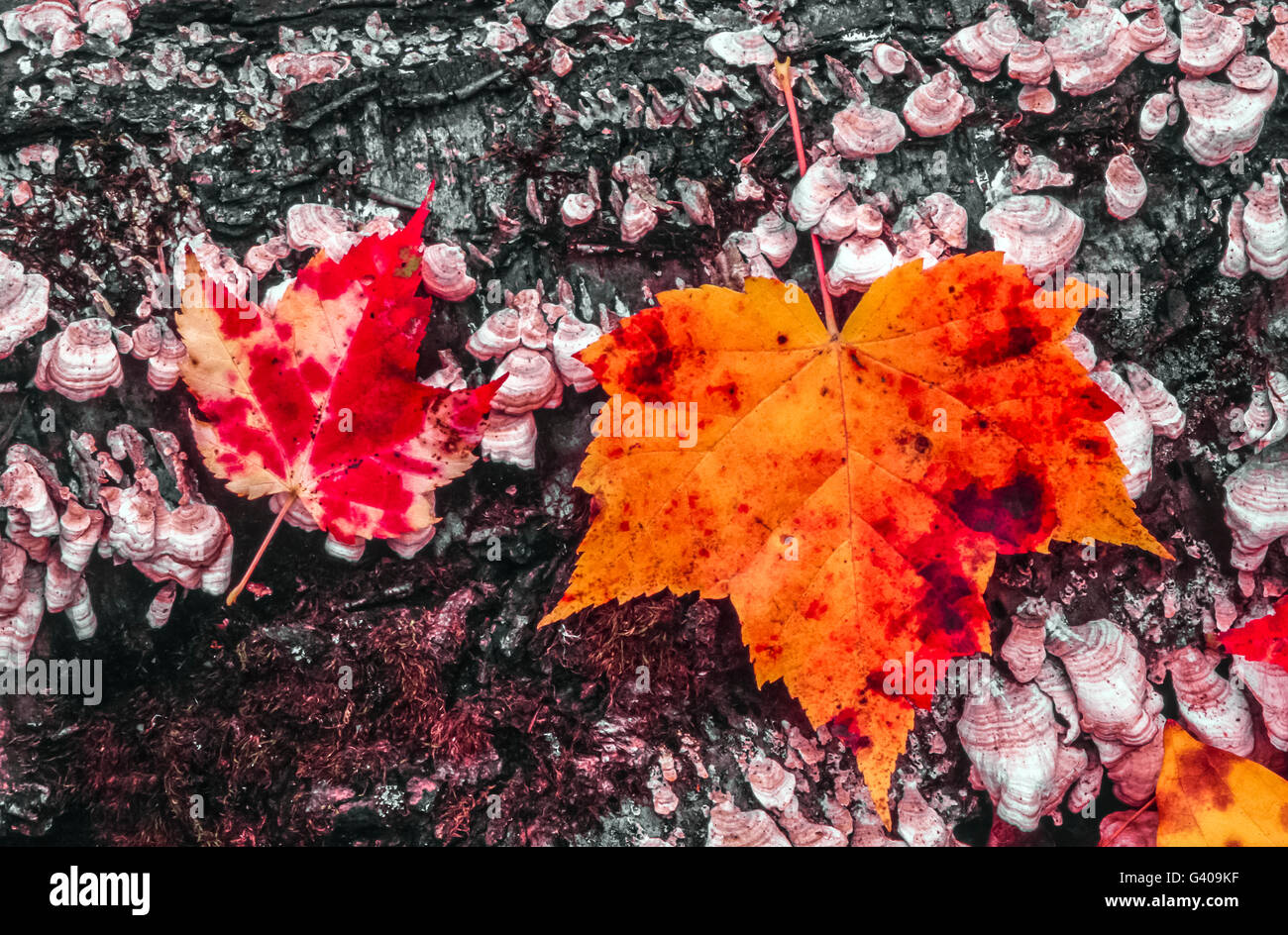 Maple Autumn leaves in still life scene Northeast Stock Photo - Alamy