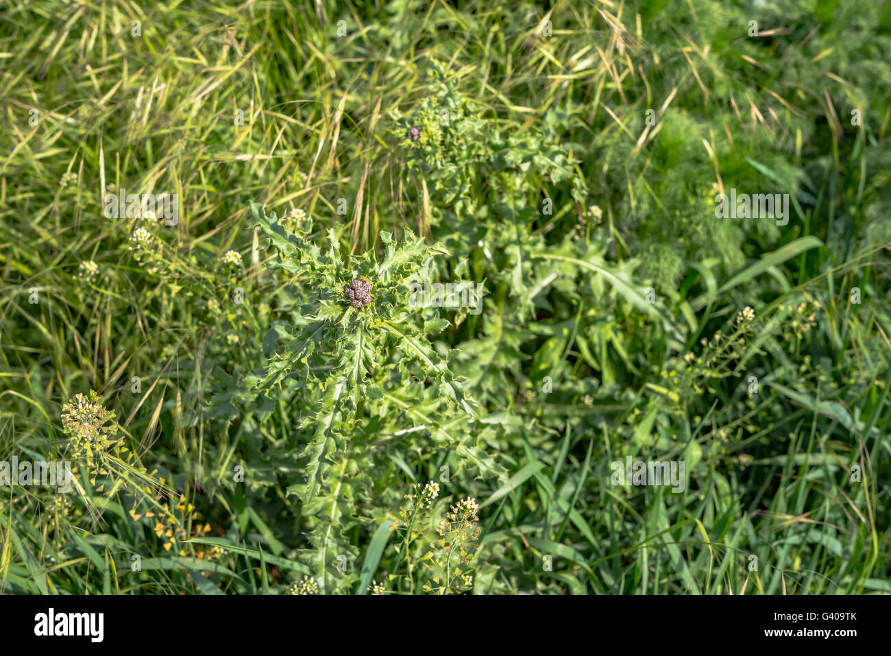 Green scene grass meadow springtime outside hi-res stock photography ...