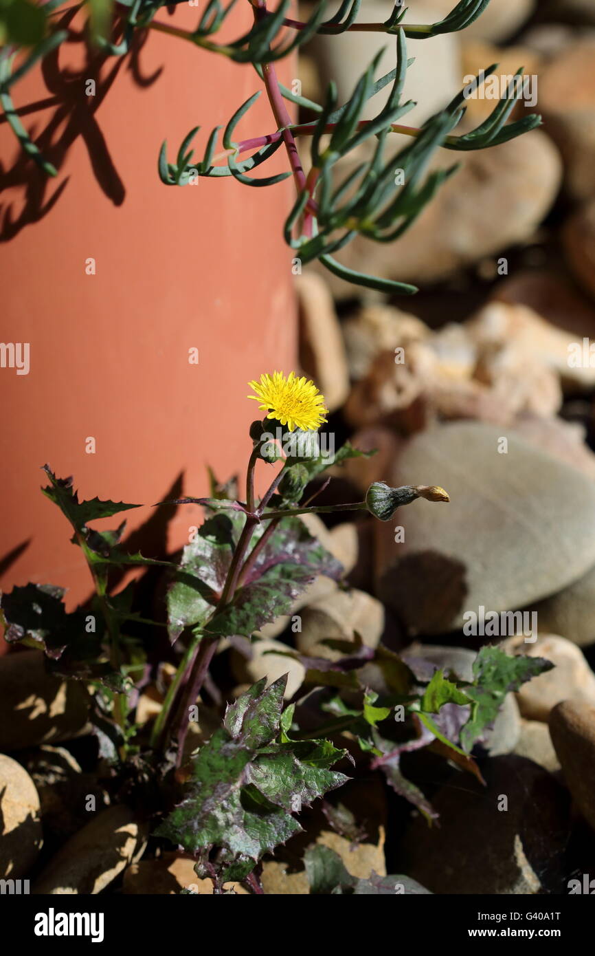 Annual Sow thistle, Sow thistle common weeds in Australia. Also known ...