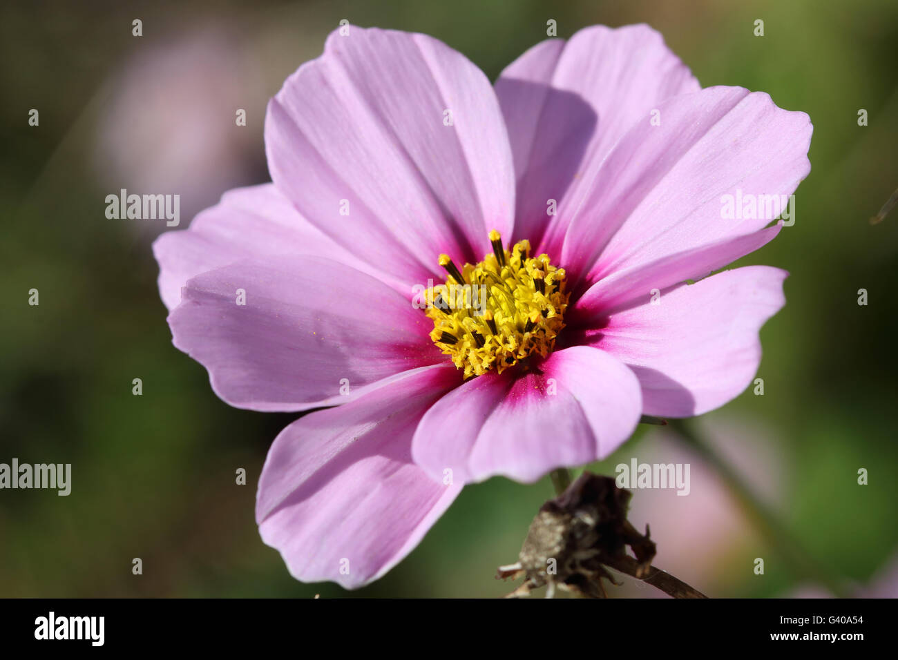 Close up of Pink Cosmos bipinnatus or known as Mexican Aster, Cut Leaf ...