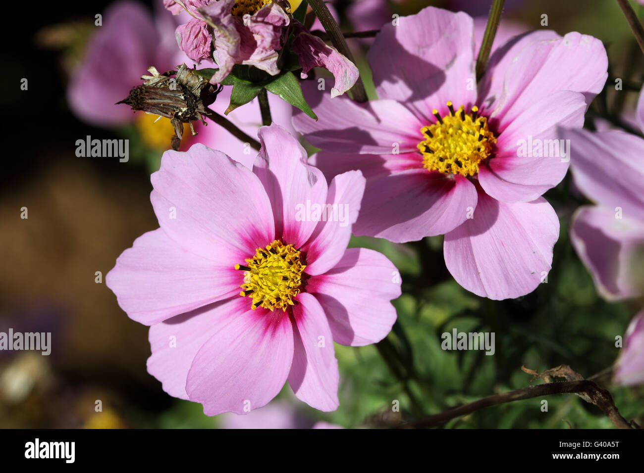 Close up of Pink Cosmos bipinnatus or known as Mexican Aster, Cut Leaf ...