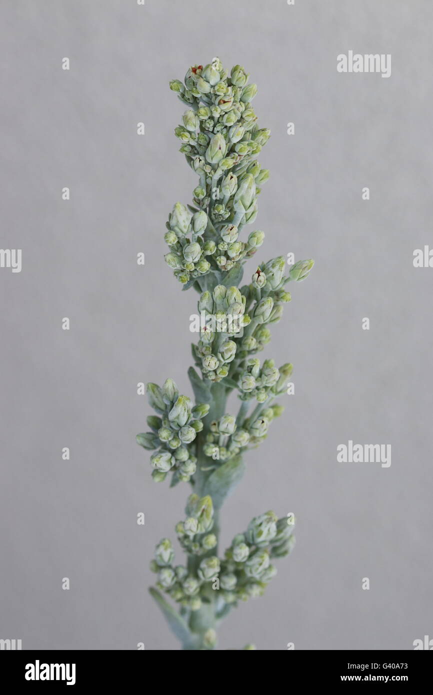 Macro shot of Kalanchoe thyrsiflora flowers or also known as Kalanchoe ...