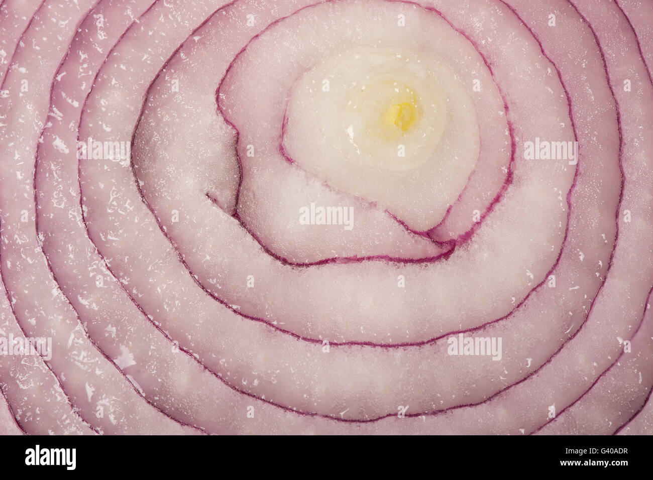 Closeup / Macro shot of the cross-section of a sliced red onion Stock ...