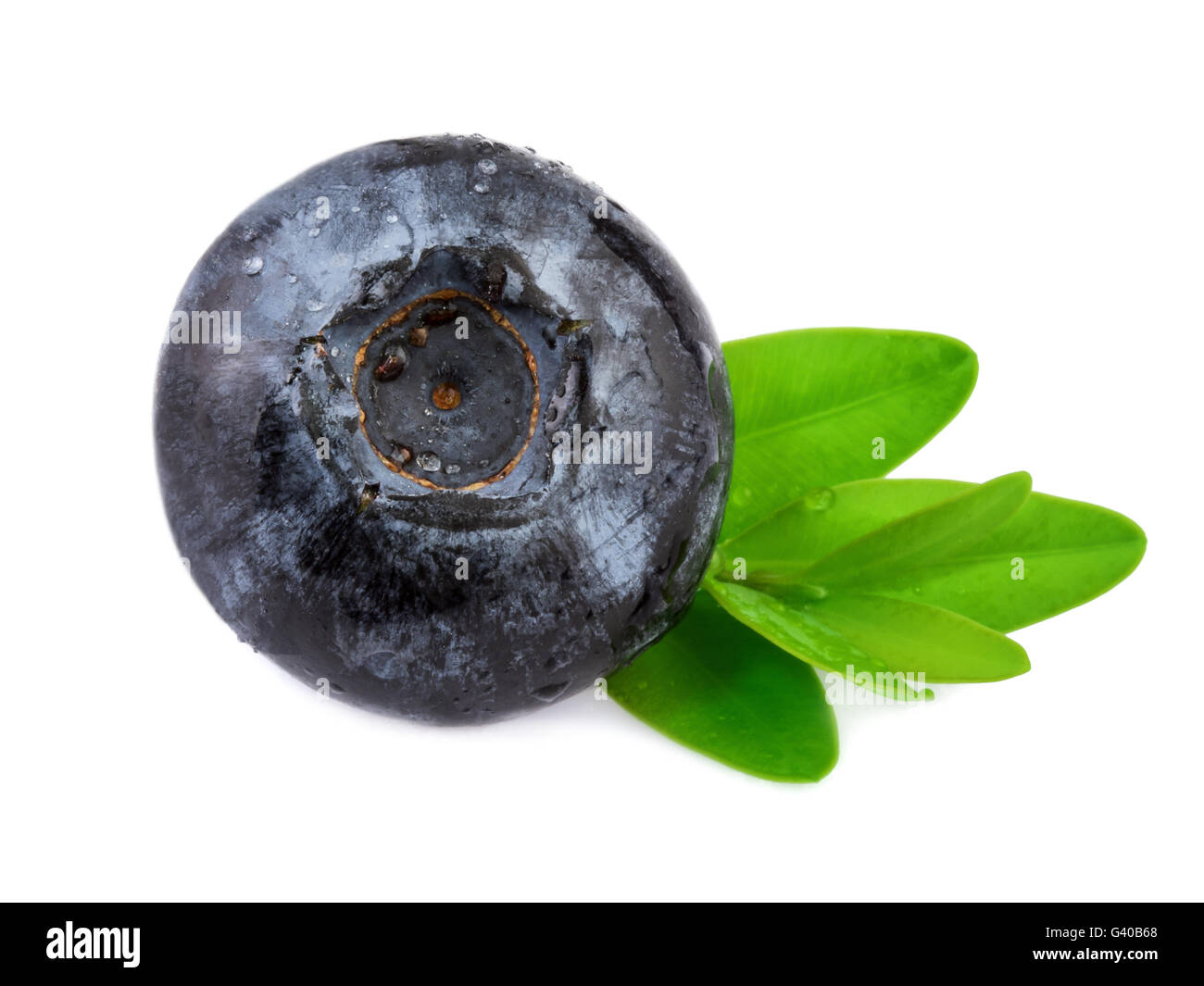 Blueberry closeup. One blueberry isolated on white Stock Photo - Alamy