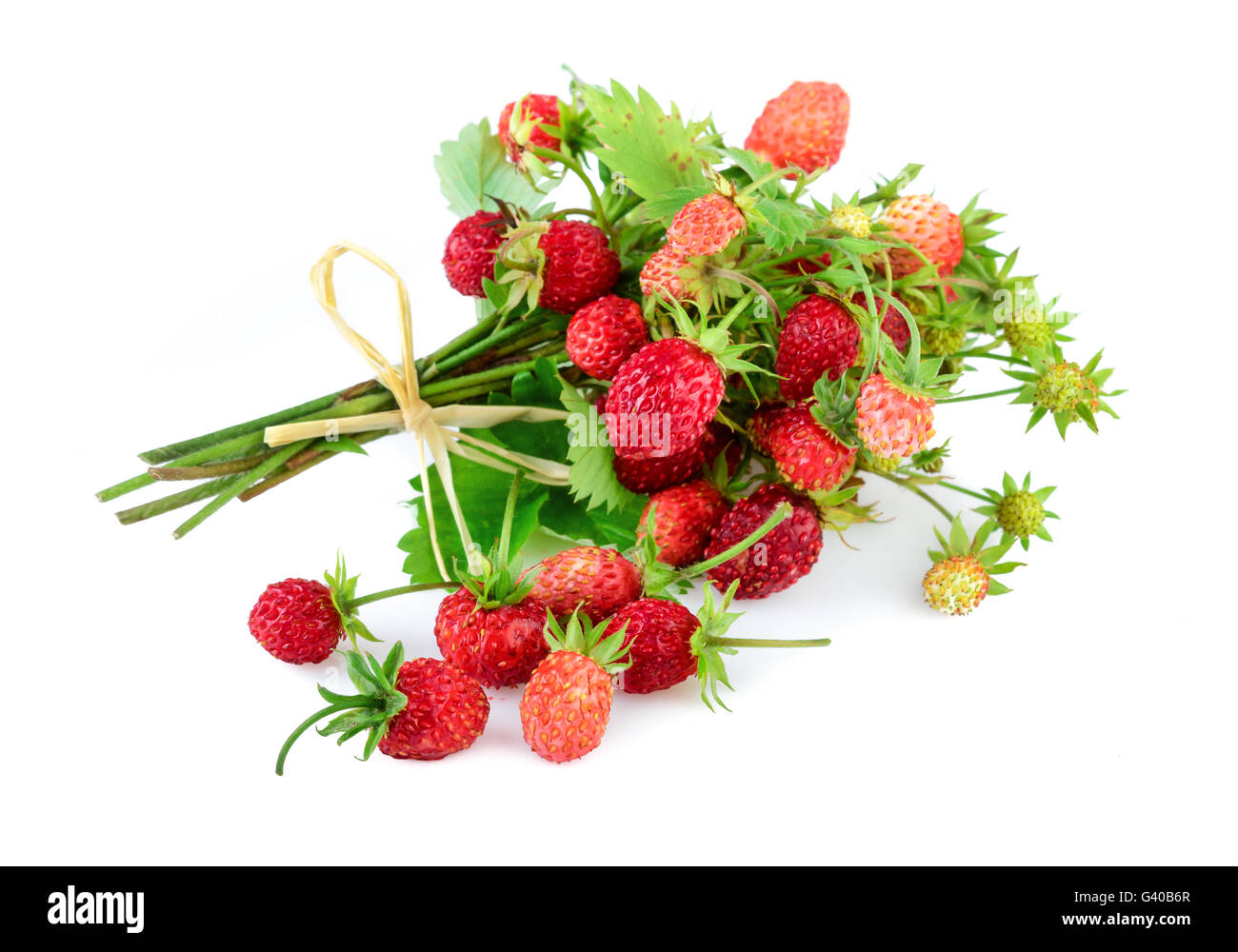 Wild strawberries hi-res stock photography and images - Alamy