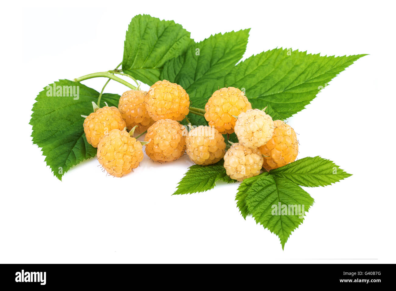 Yellow raspberry branch isolated on white background Stock Photo - Alamy