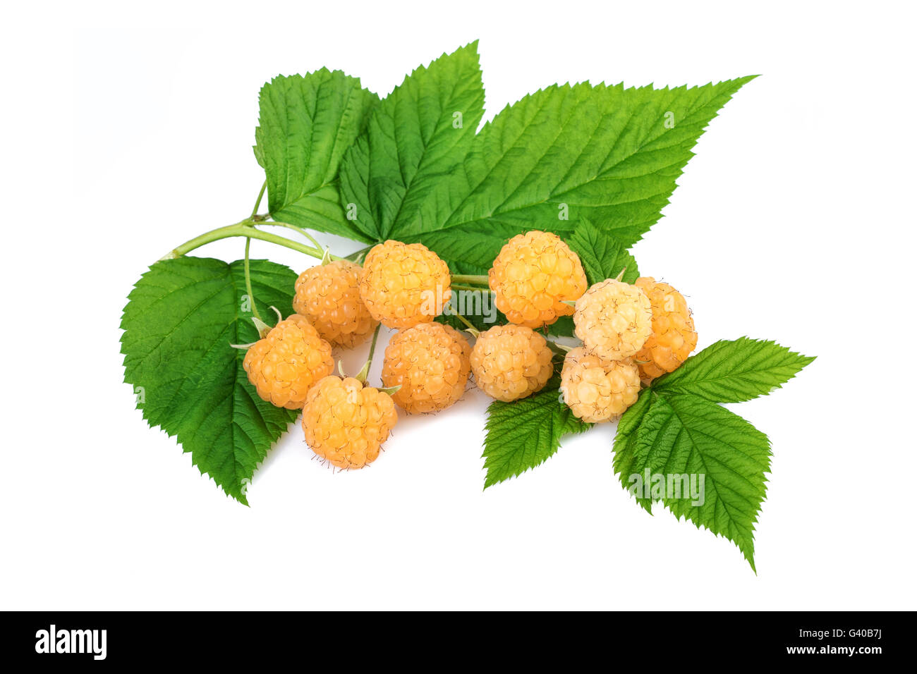 Yellow raspberries branch with leaves. Yellow raspberries isolated on ...