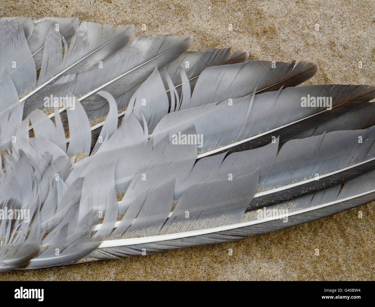 Seagull walking along shore hi-res stock photography and images - Alamy