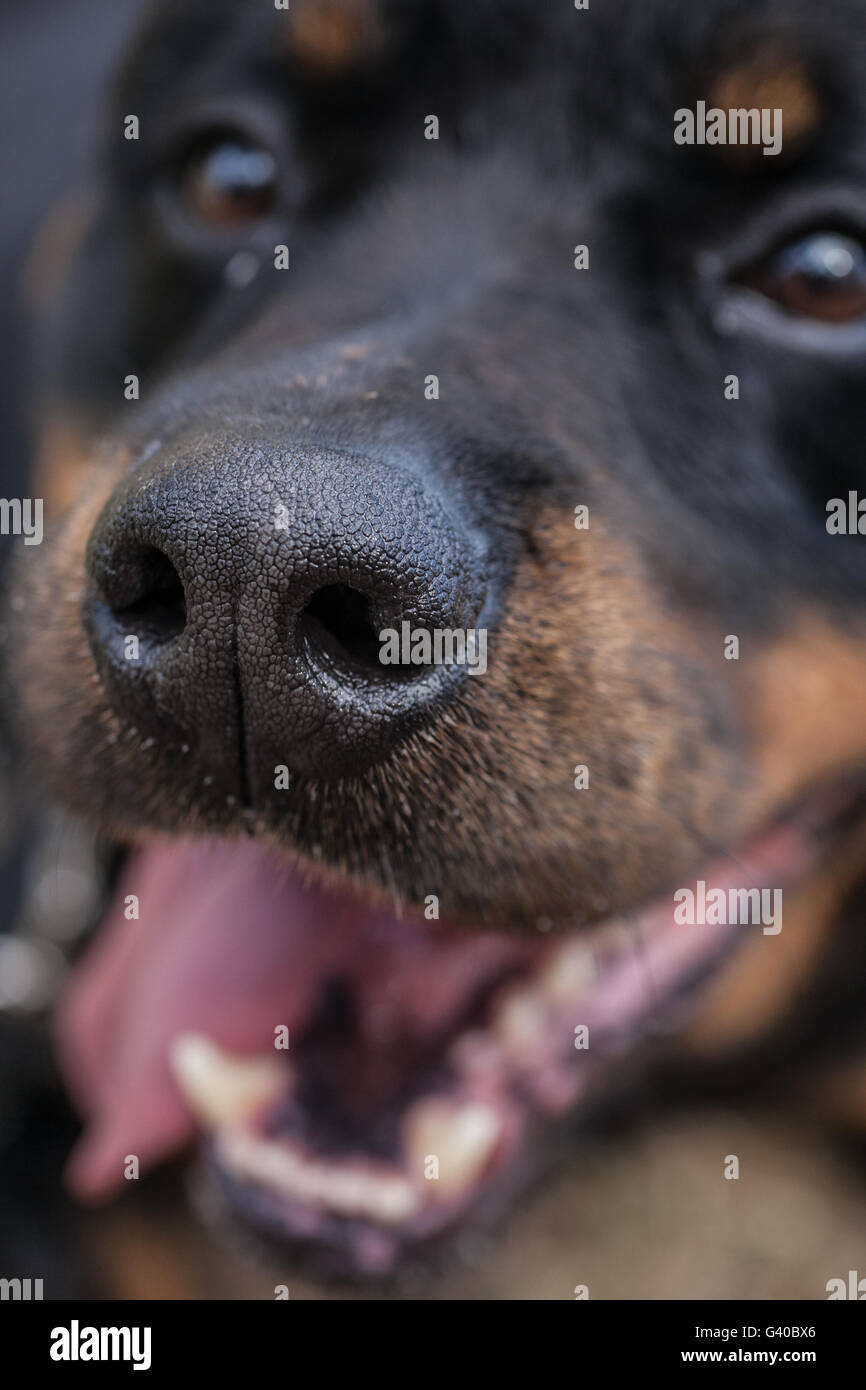 Strong nose hi-res stock photography and images - Alamy