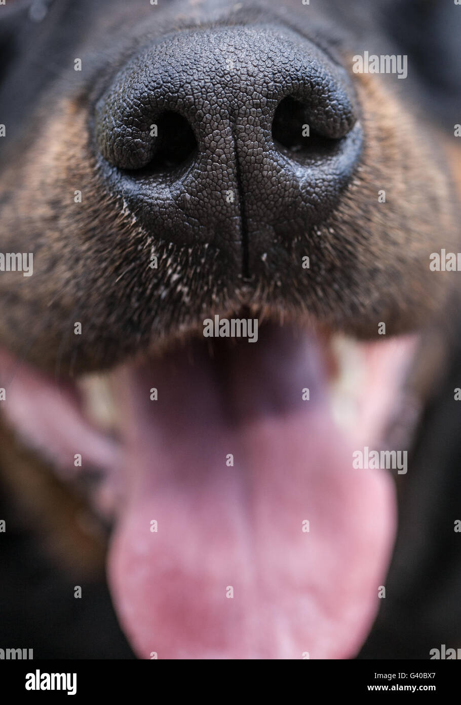 Strong nose hi-res stock photography and images - Alamy