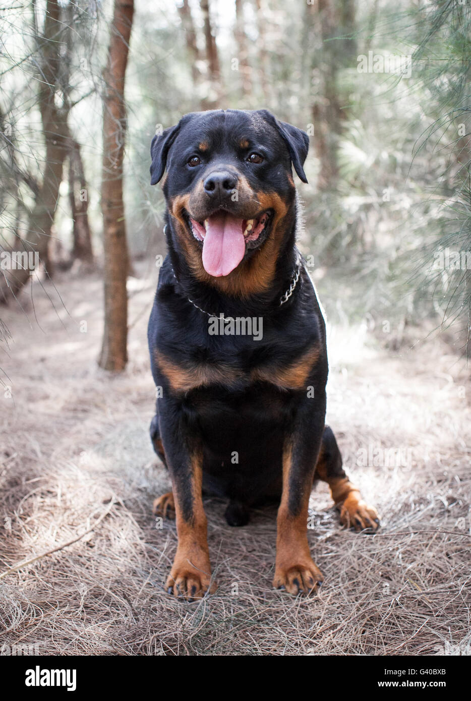 Rottweiler hi-res stock photography and images - Alamy