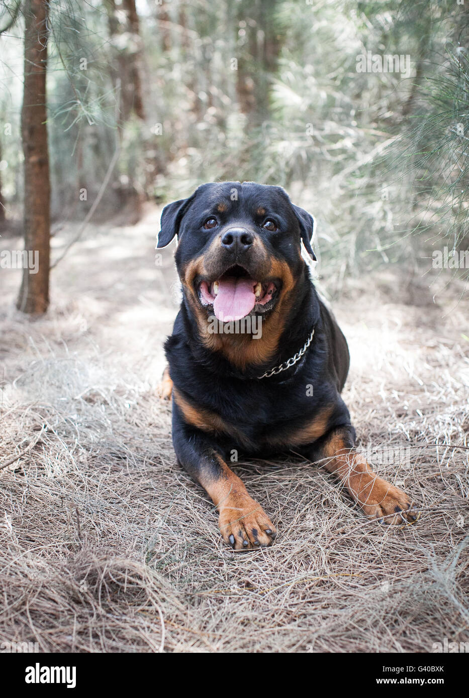 Strong rottweiler hi-res stock photography and images - Alamy