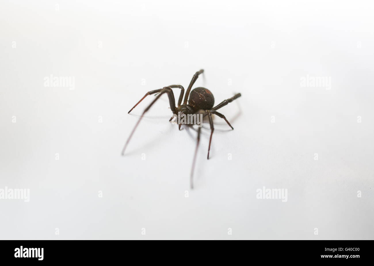 Redback Spider, Australia Stock Photo - Alamy