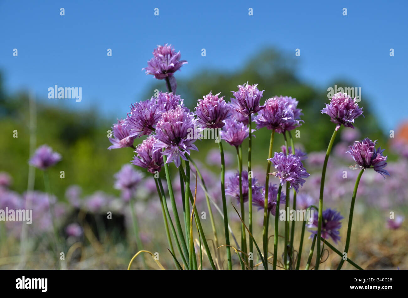 Blossom group of wild growing pink chives Stock Photo - Alamy