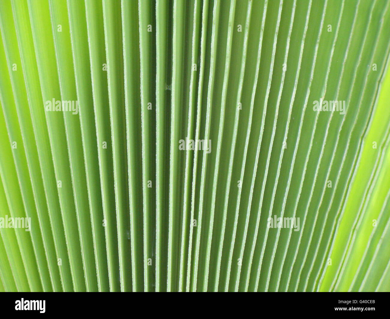 Forest tree leaves Stock Photo - Alamy