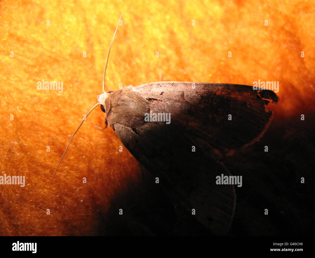 Burned Butterfly Wings Stock Photo - Alamy