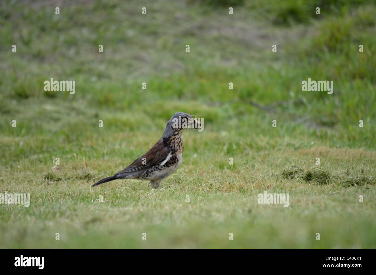 beautiful thrush bird wandering and jumping on green summer grass ...