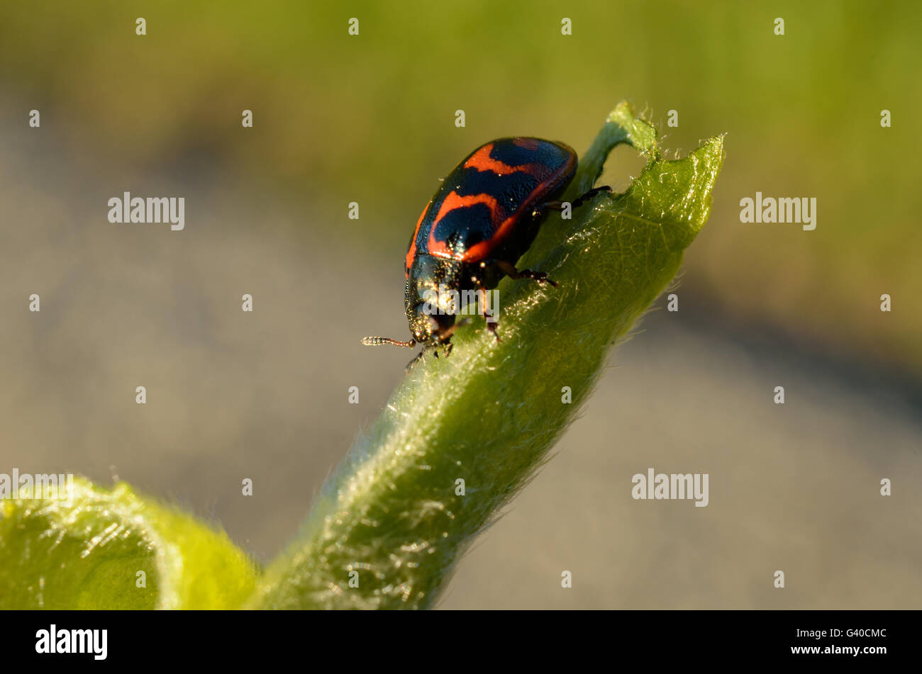 Orange grubs hi-res stock photography and images - Alamy