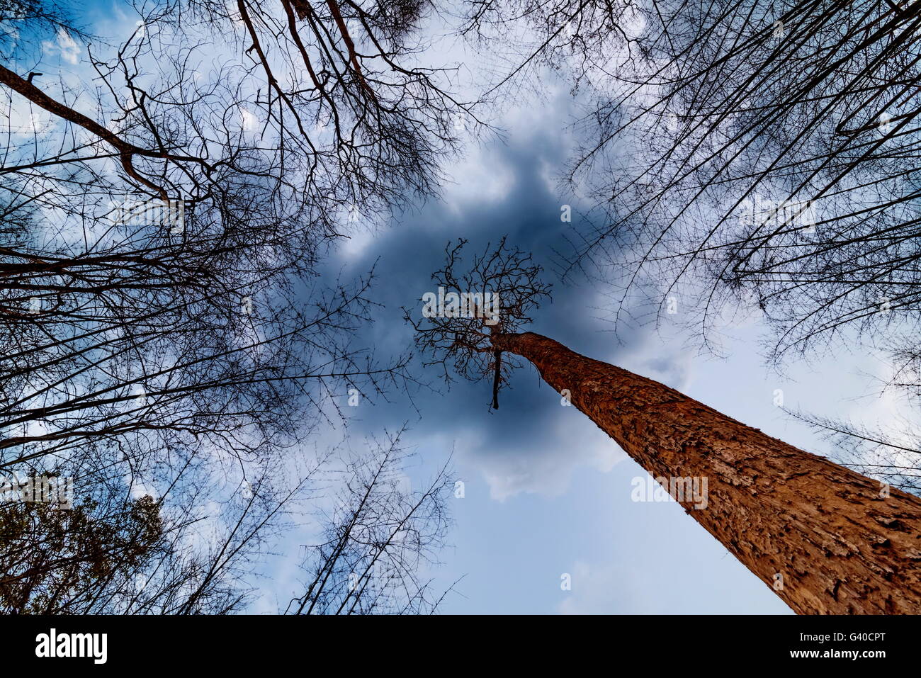 Tree looking up, Dead tree with sunlight Stock Photo - Alamy
