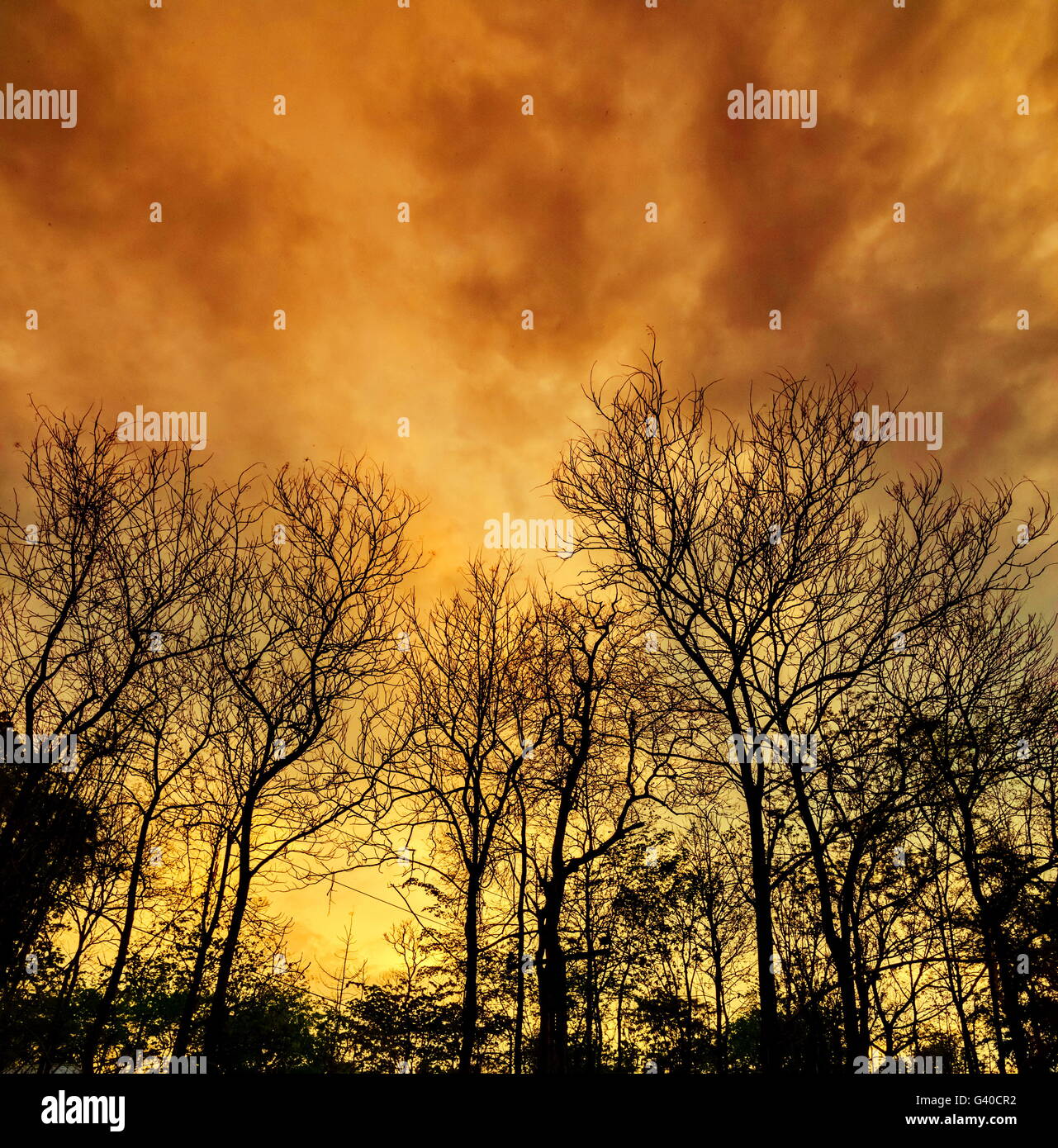 Scary dead tree hi-res stock photography and images - Alamy