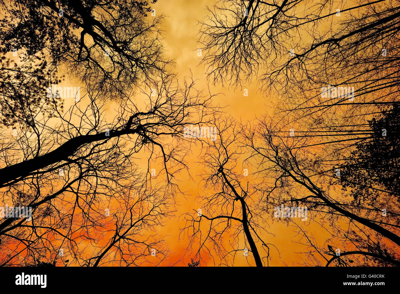 Tree looking up, Dead tree with sunlight Stock Photo - Alamy