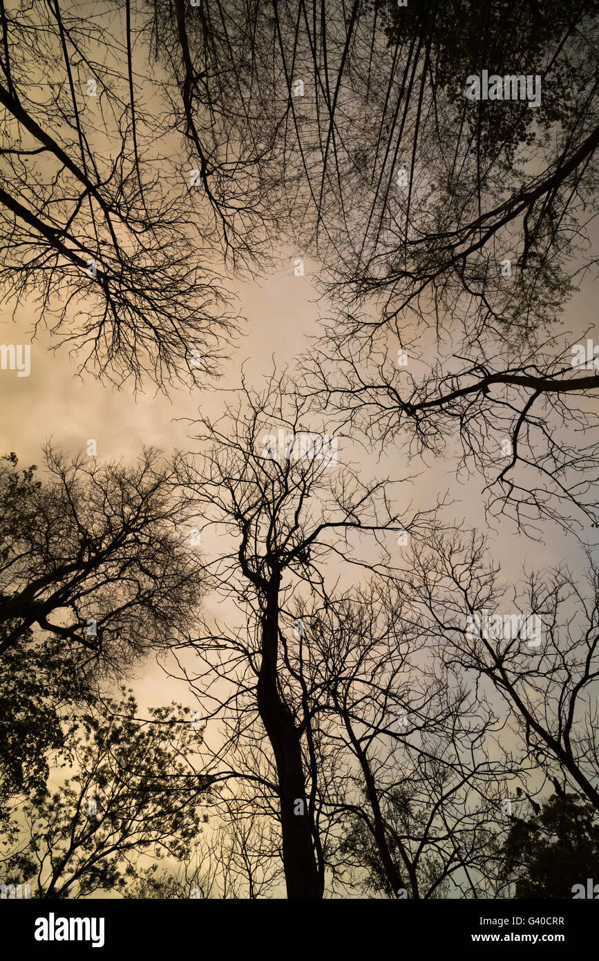 Scary dead tree hi-res stock photography and images - Alamy
