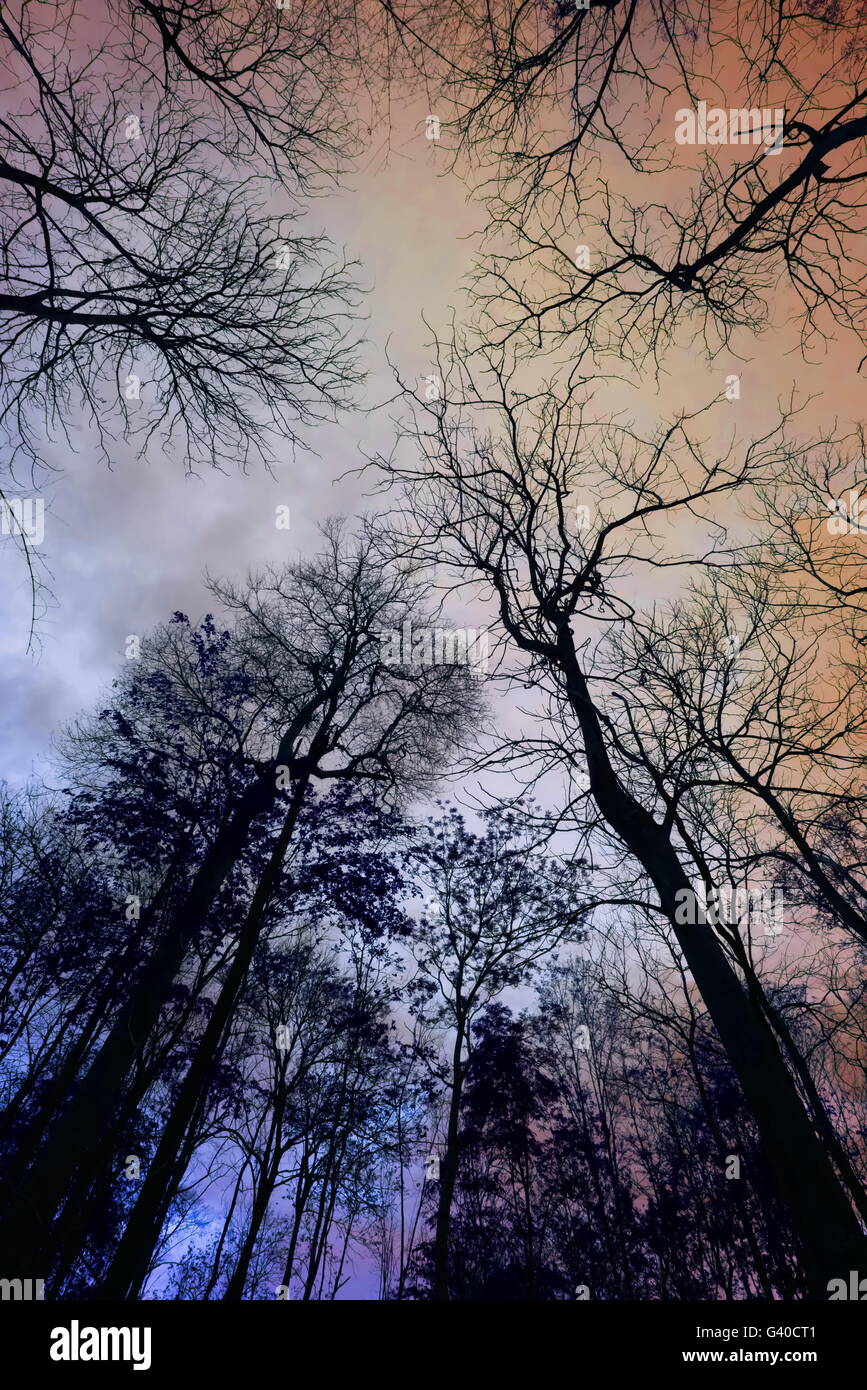 Scary dead tree hi-res stock photography and images - Alamy