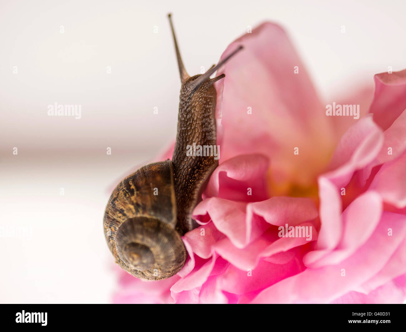 Single snail, clambering across beautiful pink English rose flower ...