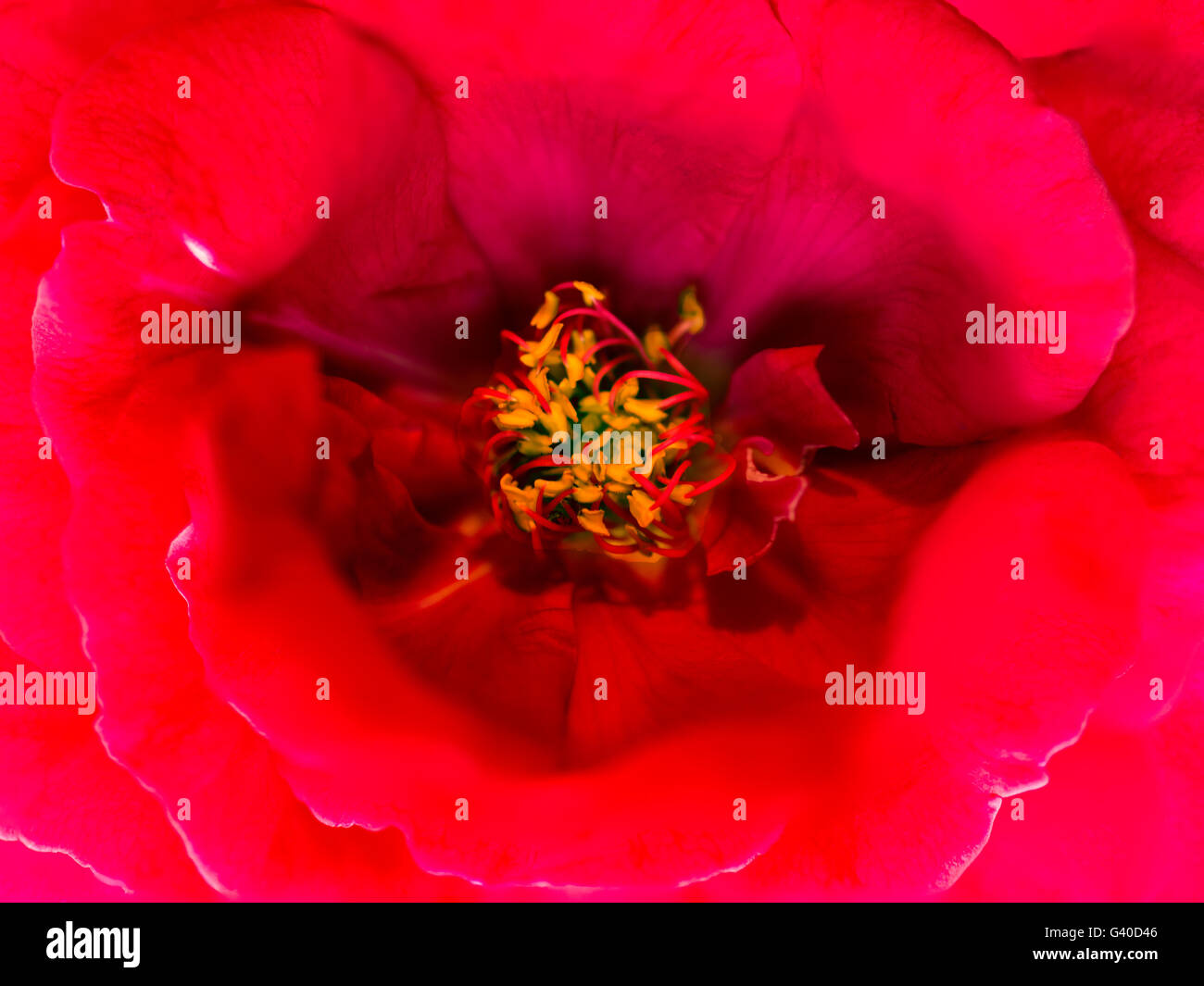 Red English Rose emphasizing the beautiful form and structure of the ...