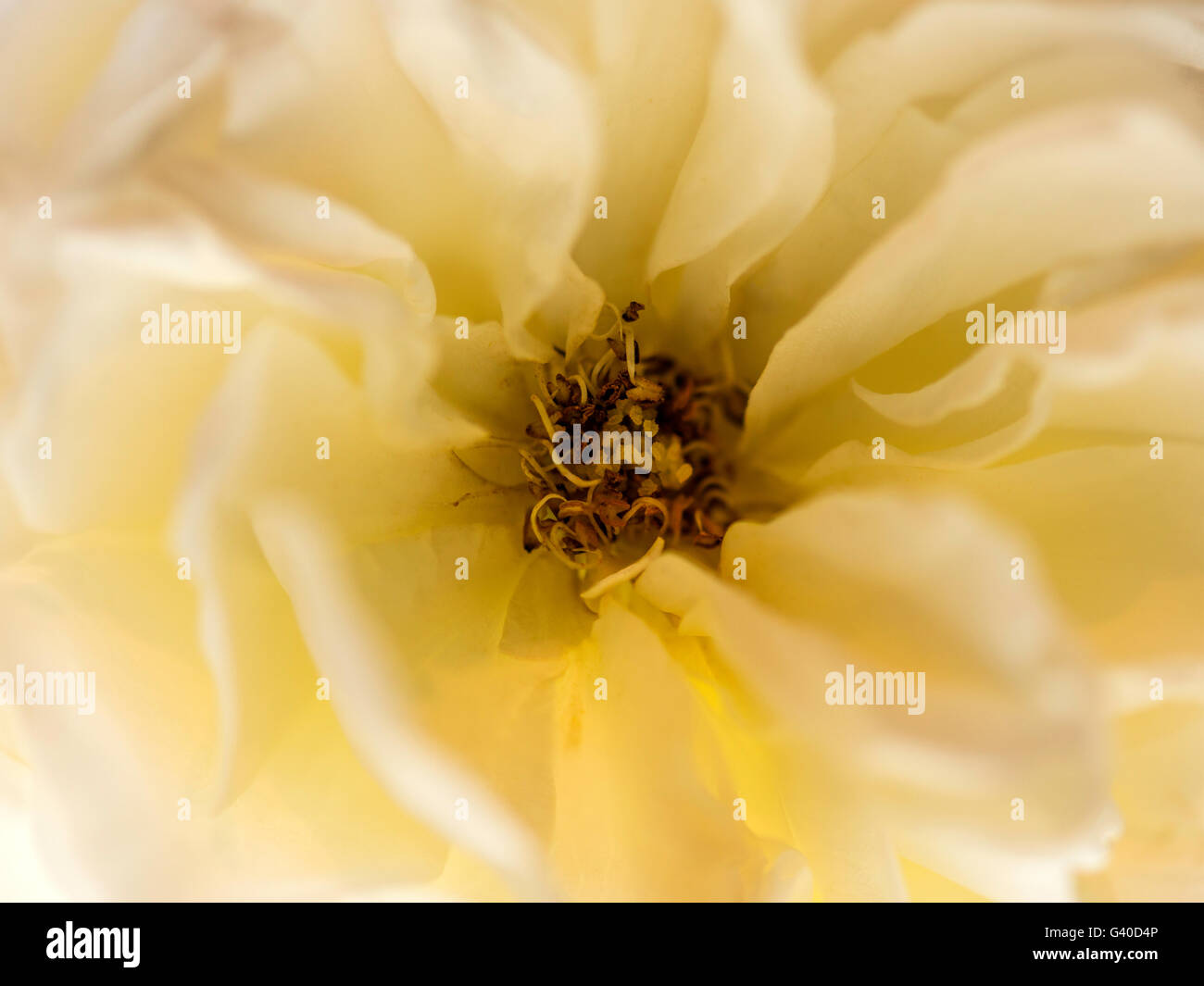 White English Rose emphasizing the beautiful form and structure of the ...