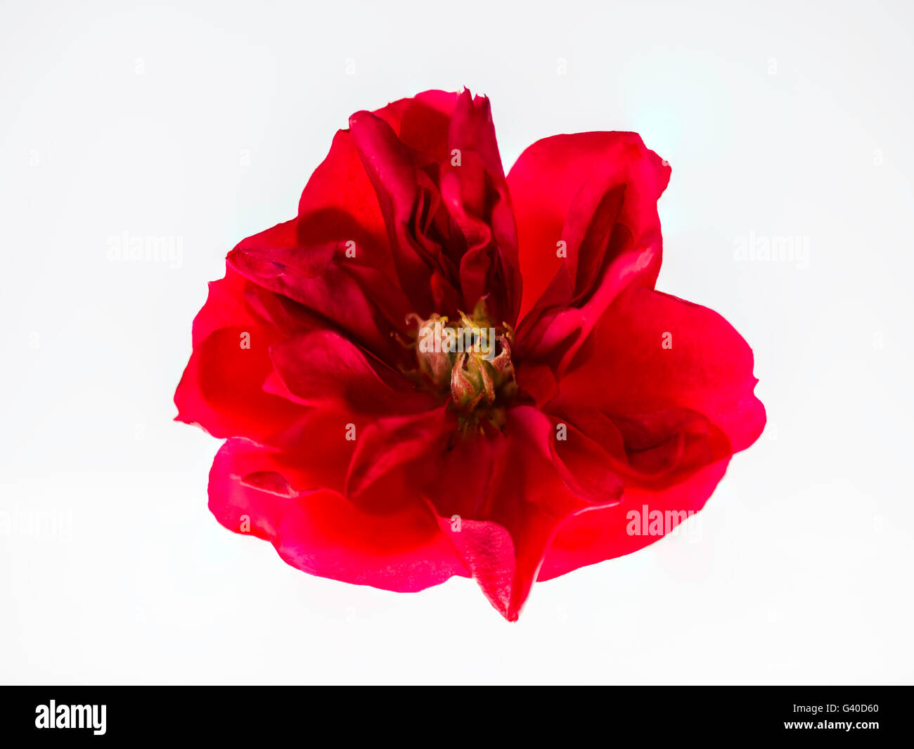 Red Miniature English Rose emphasizing the beautiful form and structure ...