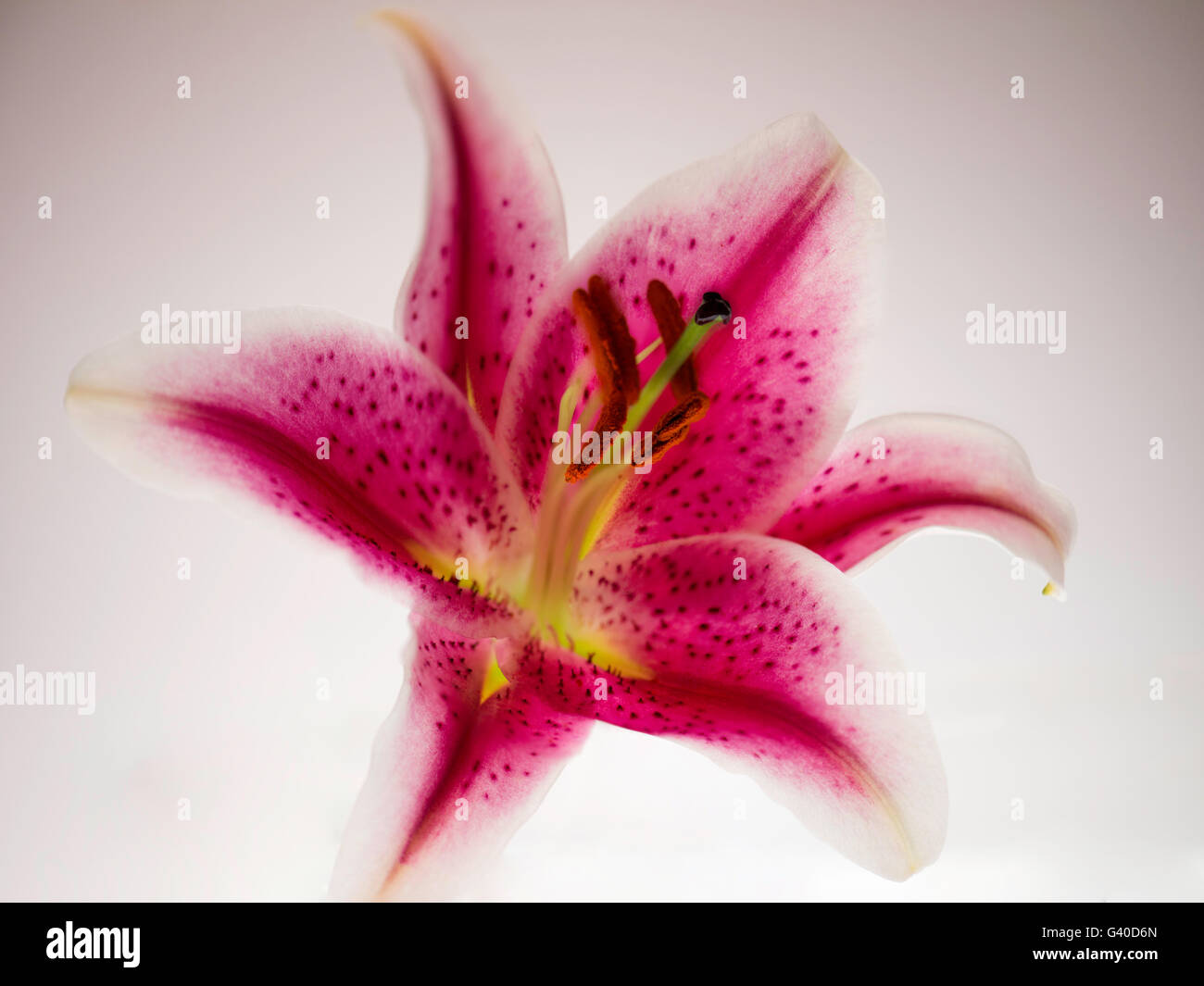Pink Lily Flower emphasizing the beautiful form and structure of the ...